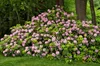 Understanding the Art of Hybrid Plants: A Complete Guide