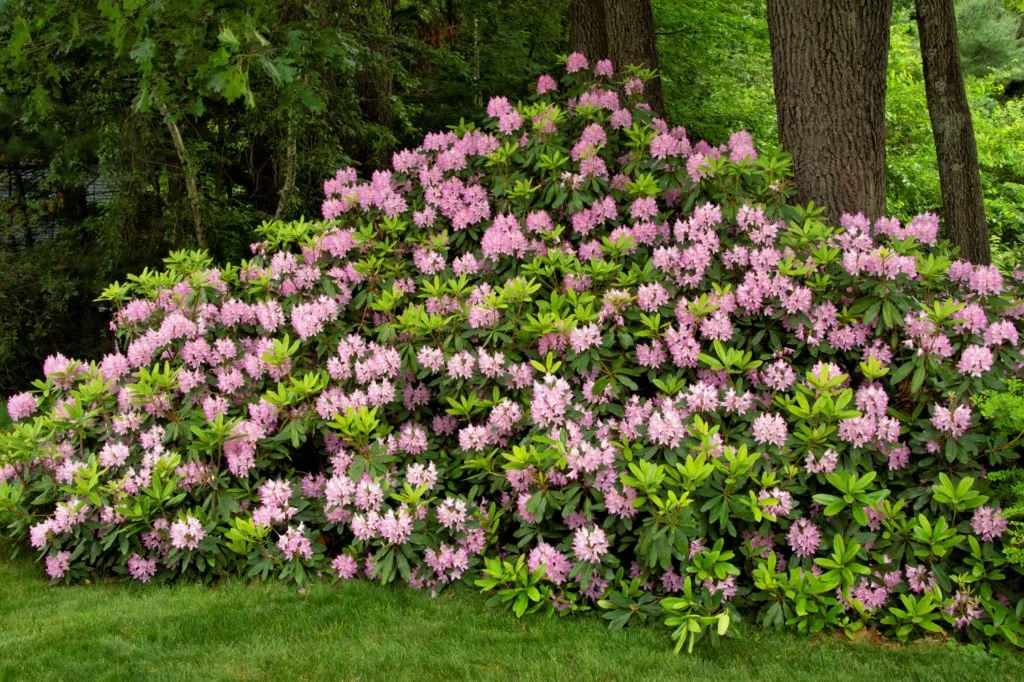 Understanding the Art of Hybrid Plants: A Complete Guide