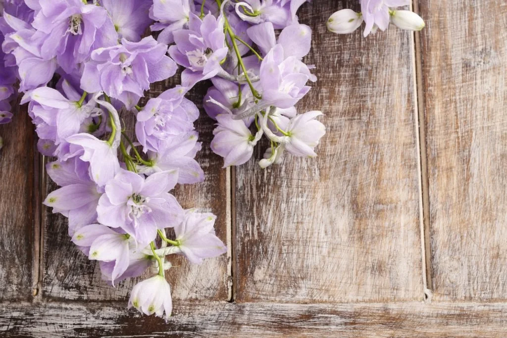 Edible Flowers for Cooking | Plant Specialists NYC Learn which flowers ...