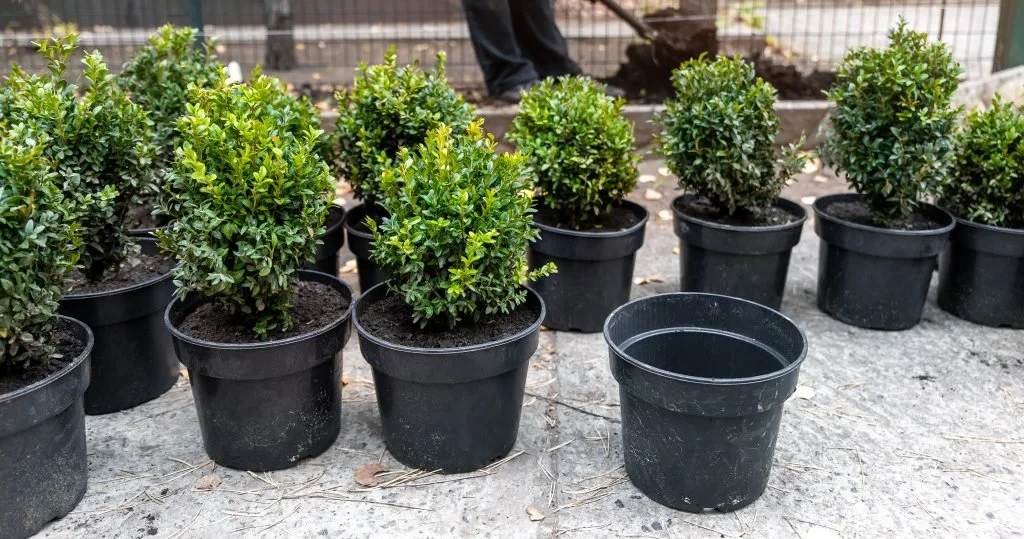Guide to Nursery Container Sizes | Plant Specialists