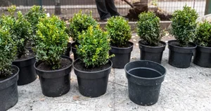 Guide to Nursery Container Sizes | Plant Specialists