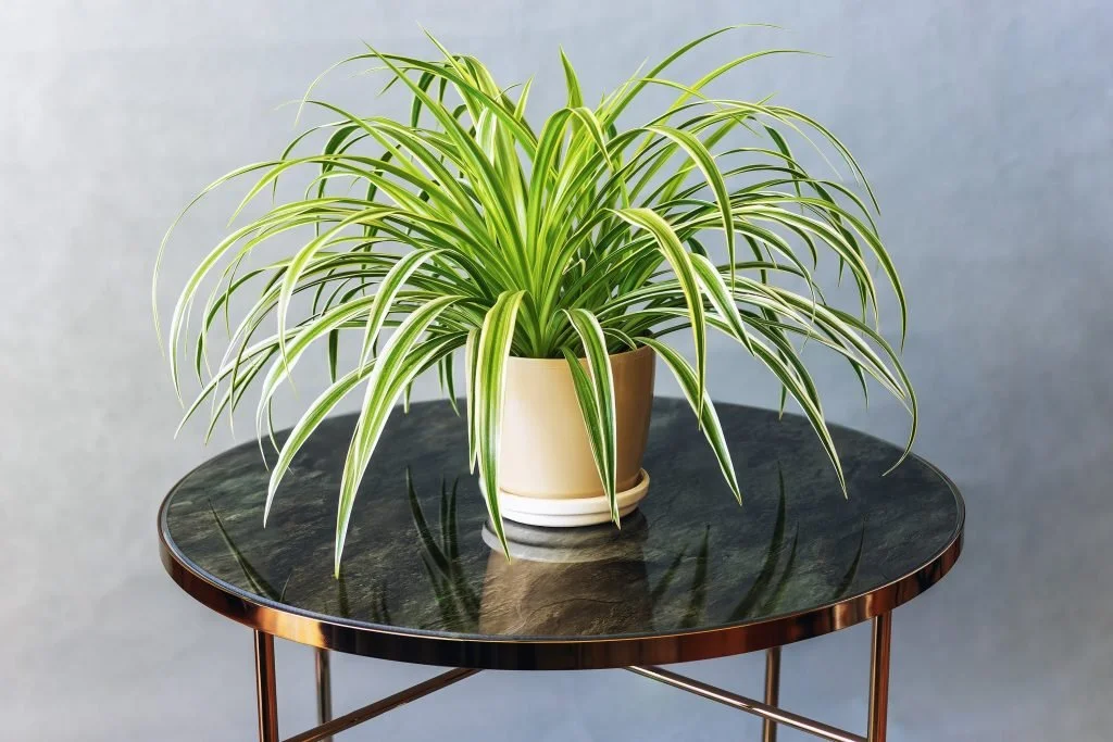 Chlorophytum
