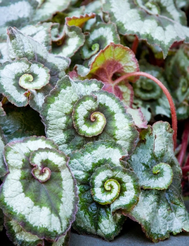 What Are Plant Trichomes? | Plant Specialists NYC
