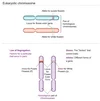 Genetics and Flower Color | Dominance Explained