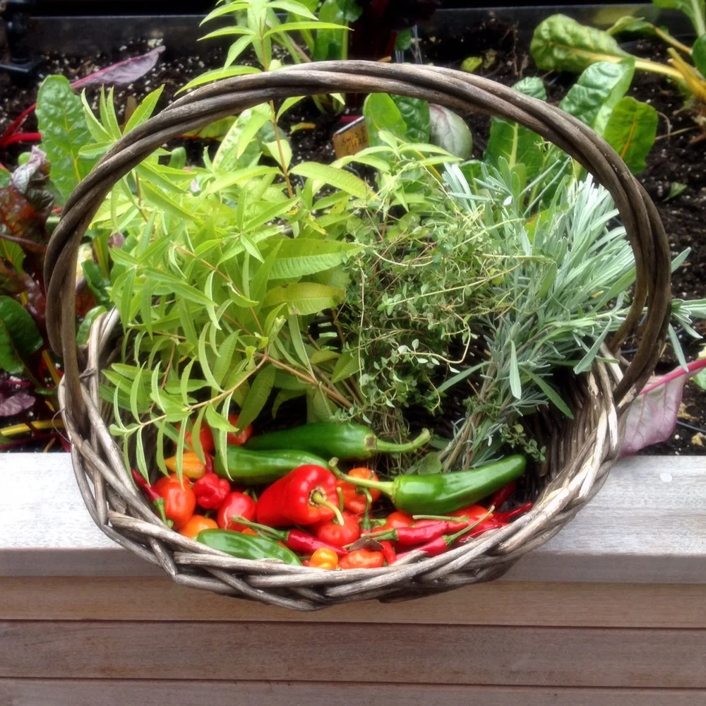 Understanding the Art of Hybrid Plants: A Complete Guide