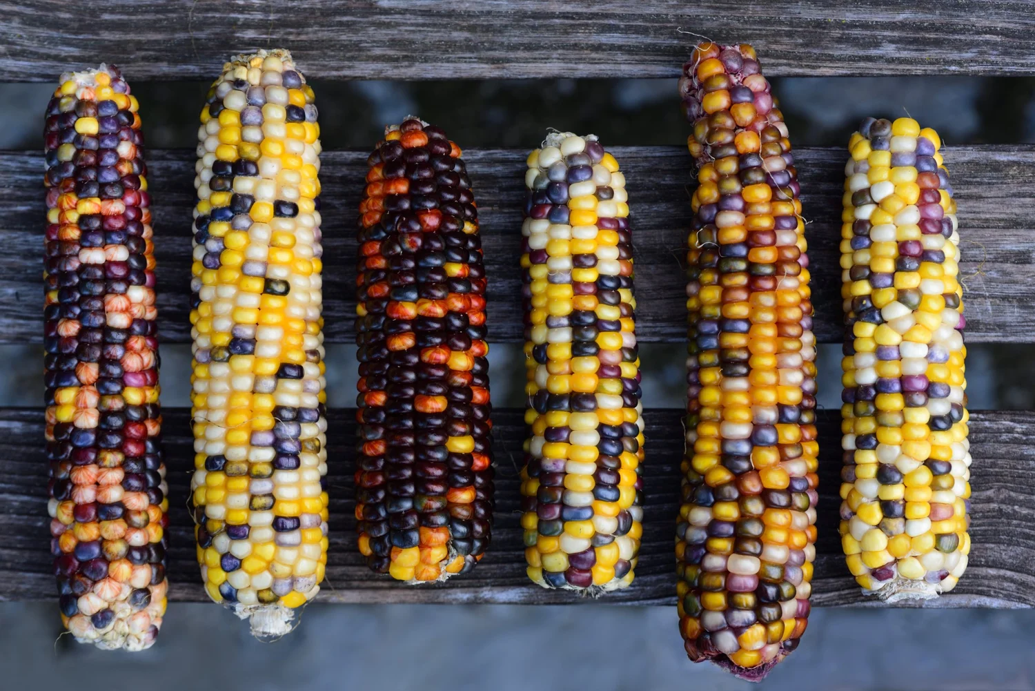 Plant Variation Explained: What Makes Each Species Unique