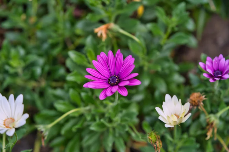 Plant Variation Explained: What Makes Each Species Unique