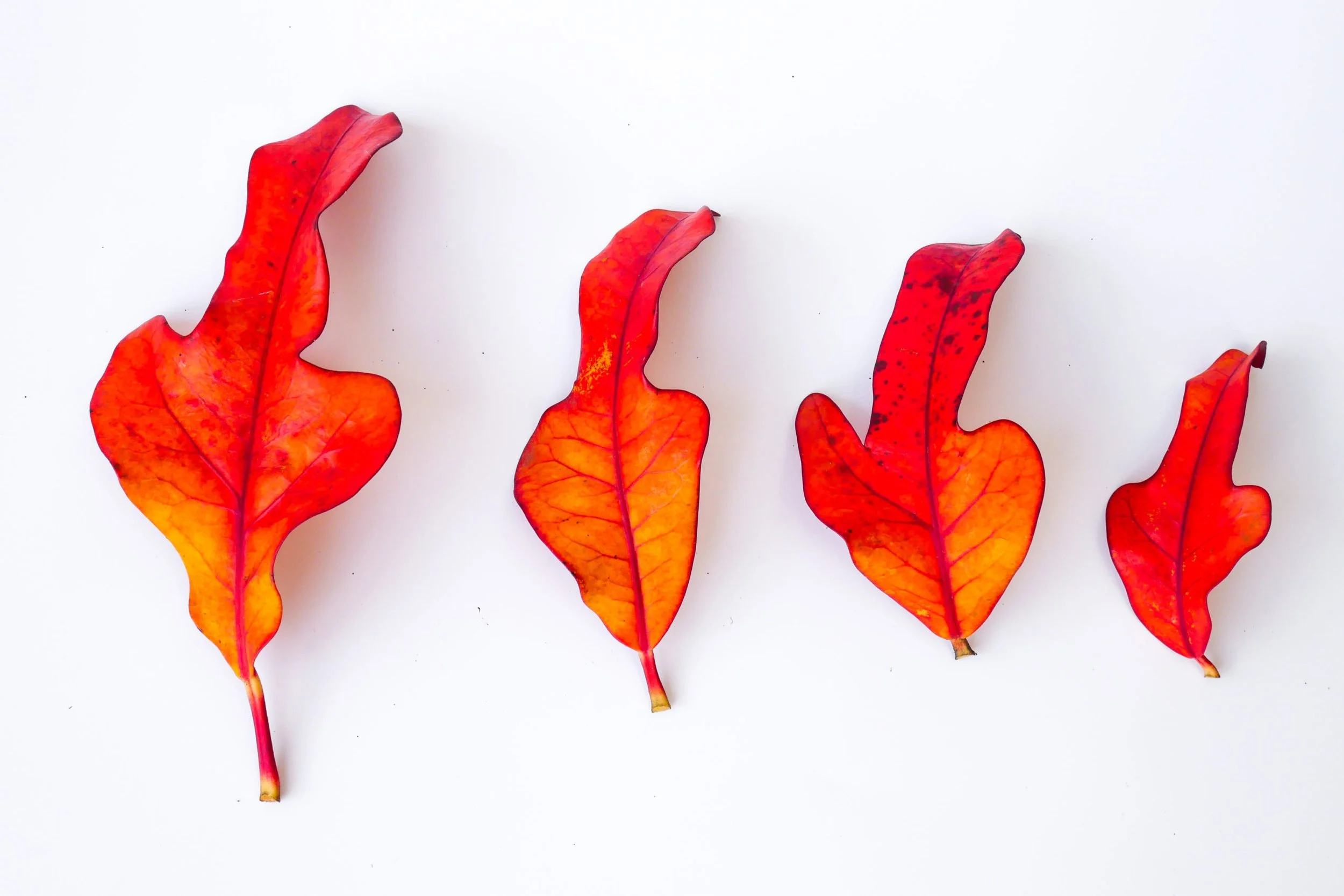 Plant Variation Explained: What Makes Each Species Unique