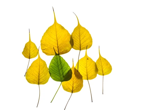 Plant Variation Explained: What Makes Each Species Unique
