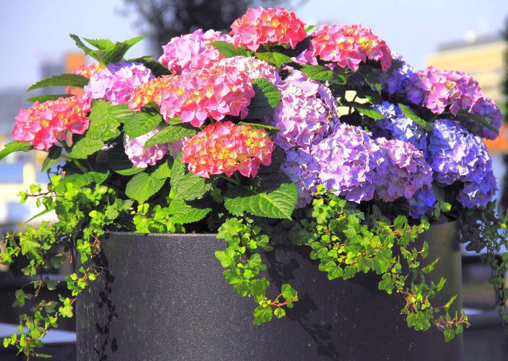 Plant Variation Explained: What Makes Each Species Unique