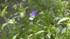 Plant Variation Explained: What Makes Each Species Unique