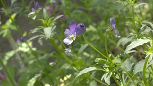 Plant Variation Explained: What Makes Each Species Unique