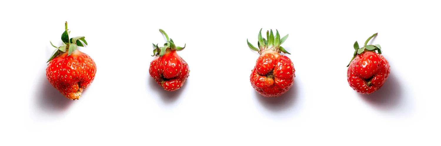Plant Variation Explained: What Makes Each Species Unique