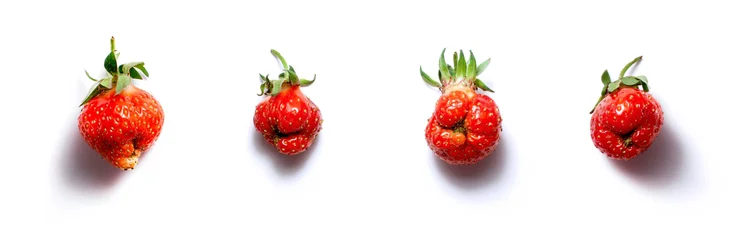 Plant Variation Explained: What Makes Each Species Unique