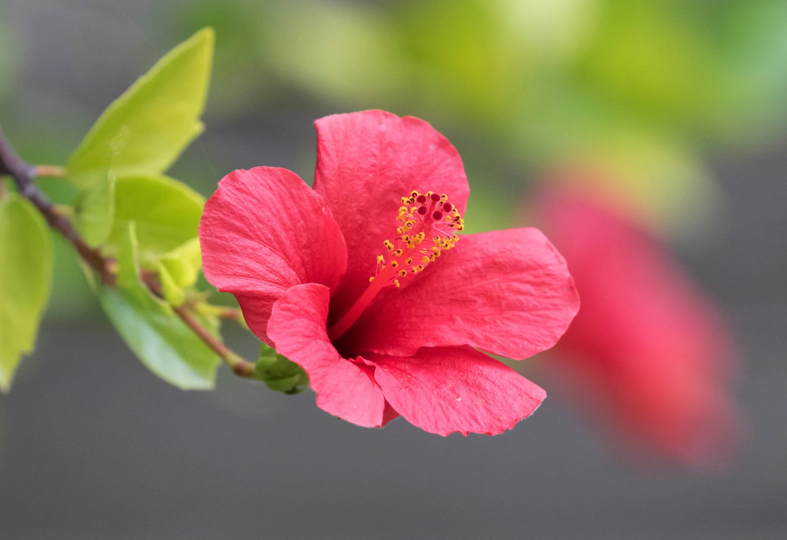 Plant Variation Explained: What Makes Each Species Unique