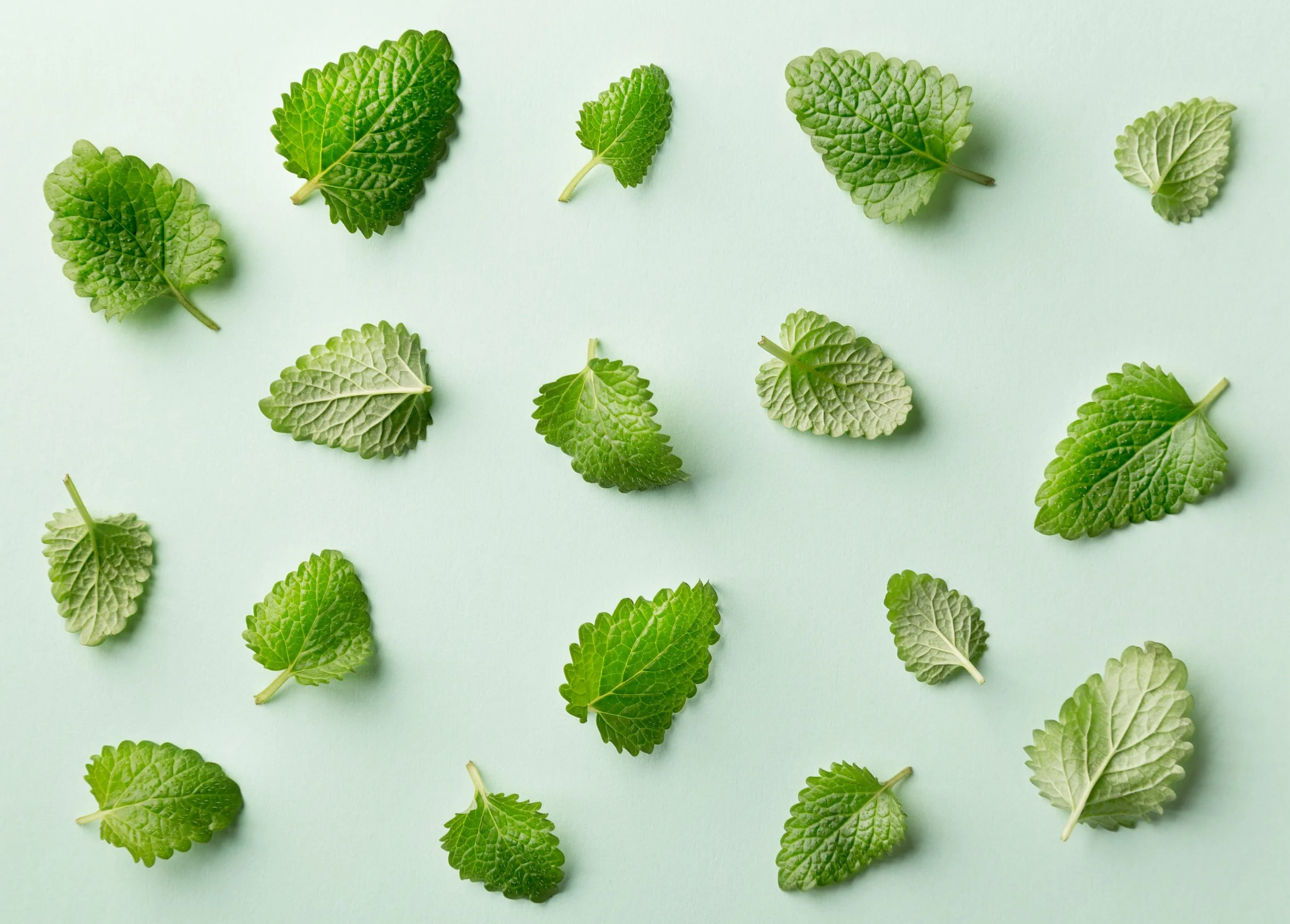Plant Variation Explained: What Makes Each Species Unique