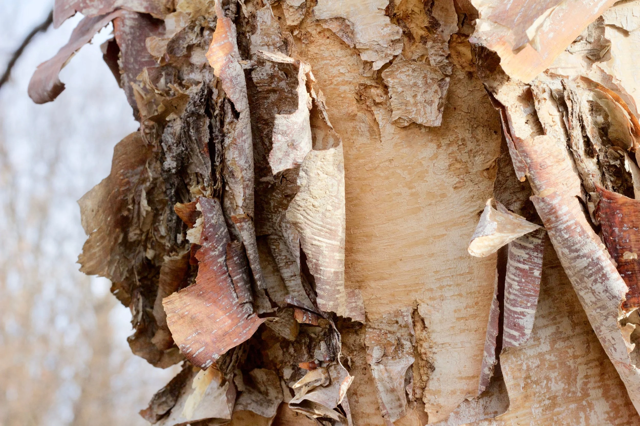 All About Bark | Tree Health & Garden Design