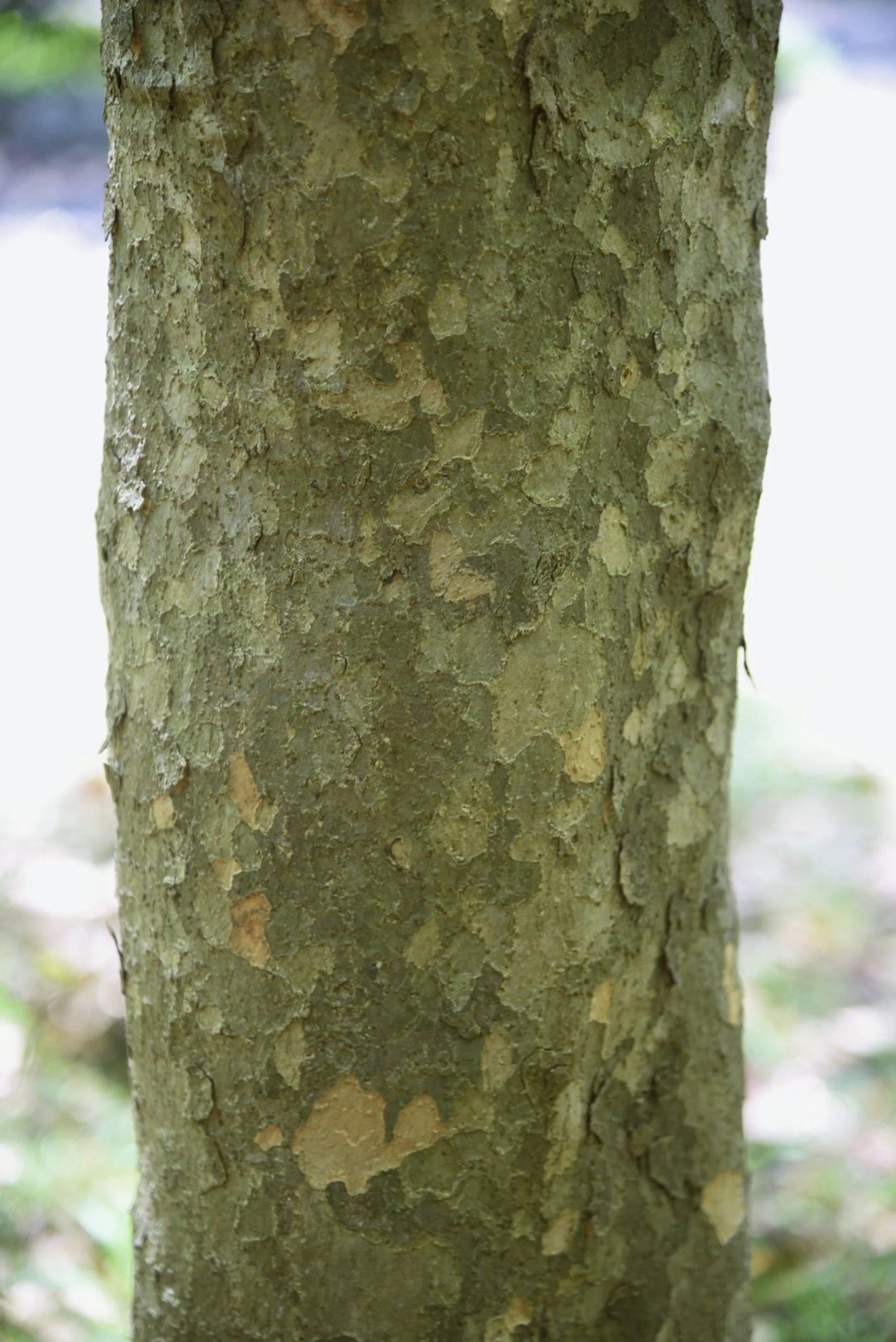 All About Bark | Tree Health & Garden Design