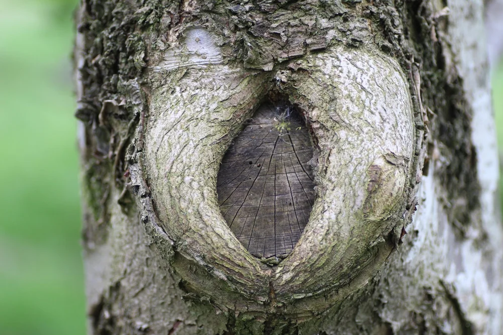 All About Bark | Tree Health & Garden Design