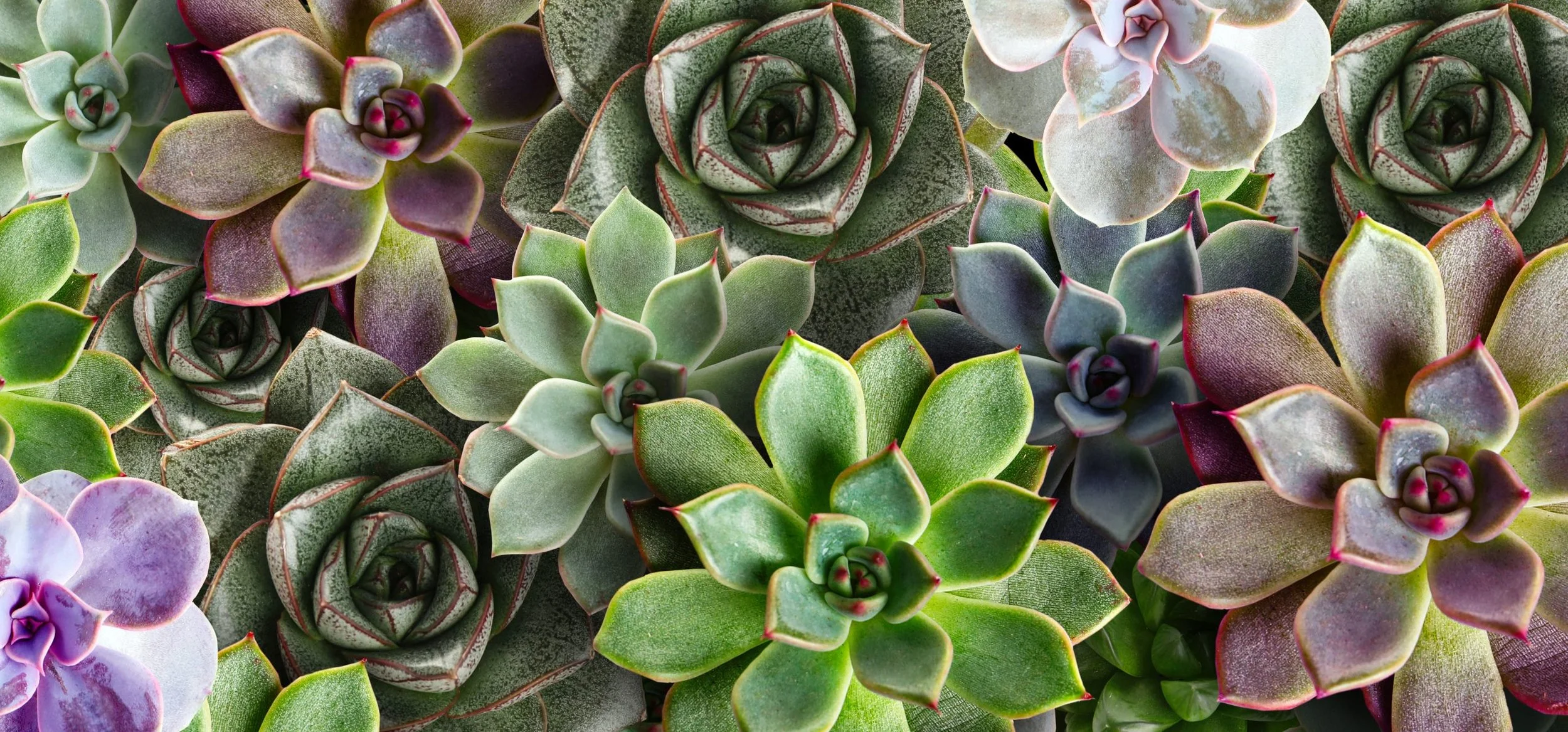 Leaf Shape, Size, and Thickness