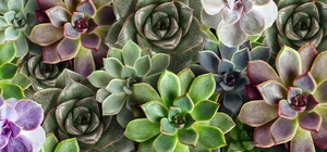 Leaf Shape, Size, and Thickness
