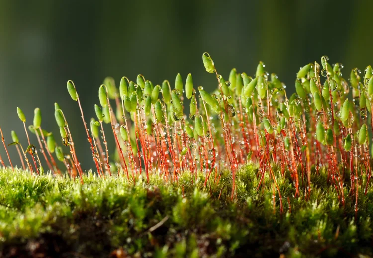 MOSSES