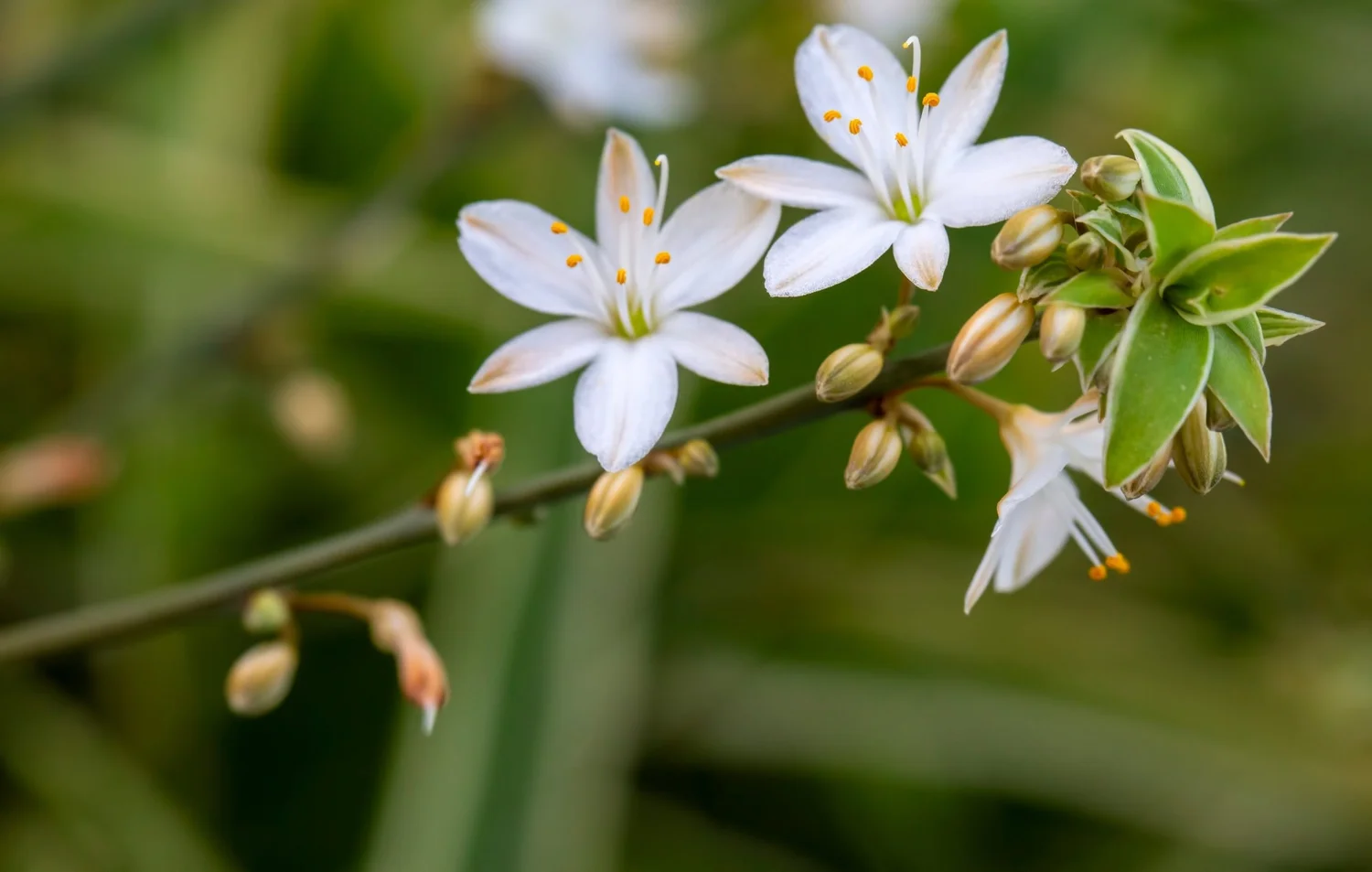 Chlorophytum
