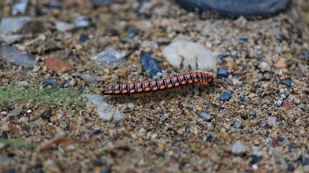 Millipedes
