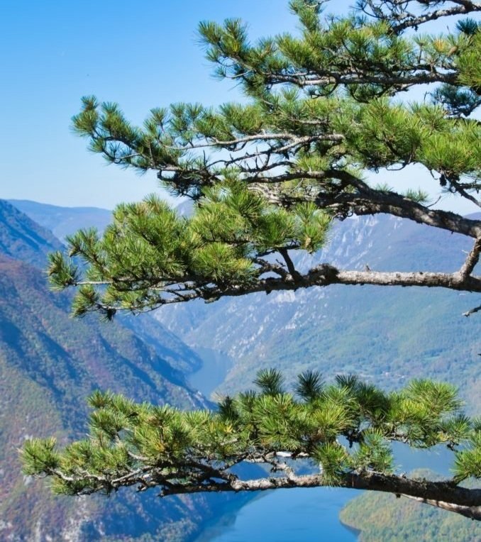 The reasons why Evergreens Have their needle leaves