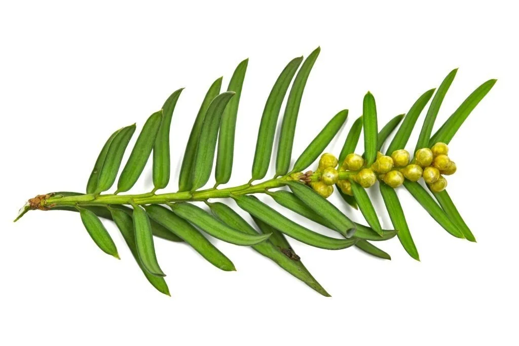 The reasons why Evergreens Have their needle leaves