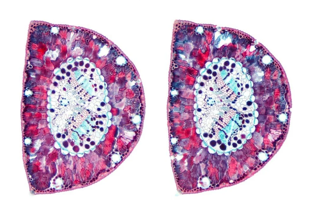 The reasons why Evergreens Have their needle leaves