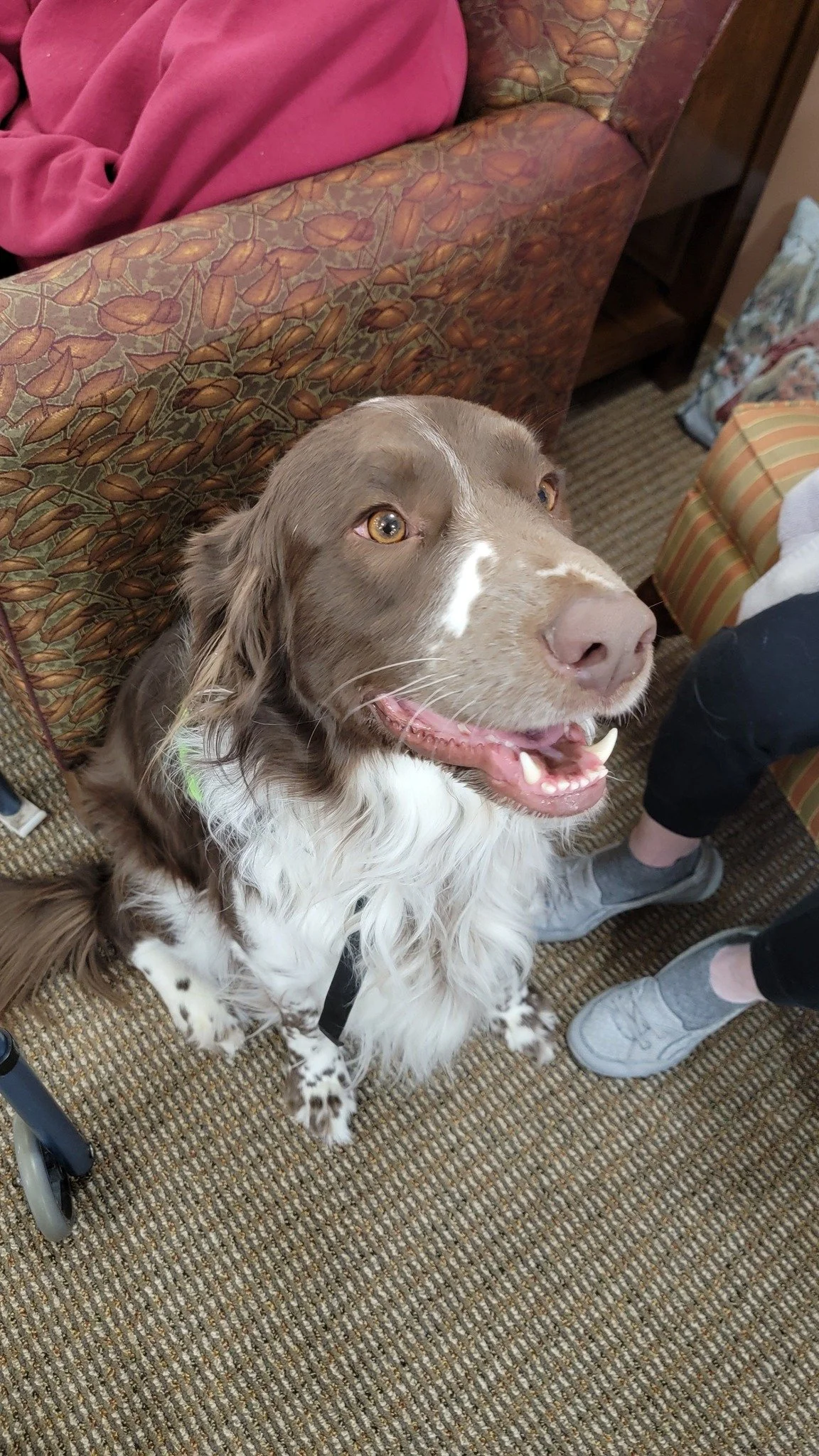 Petting Zoo — Fluffin Clucker Farms