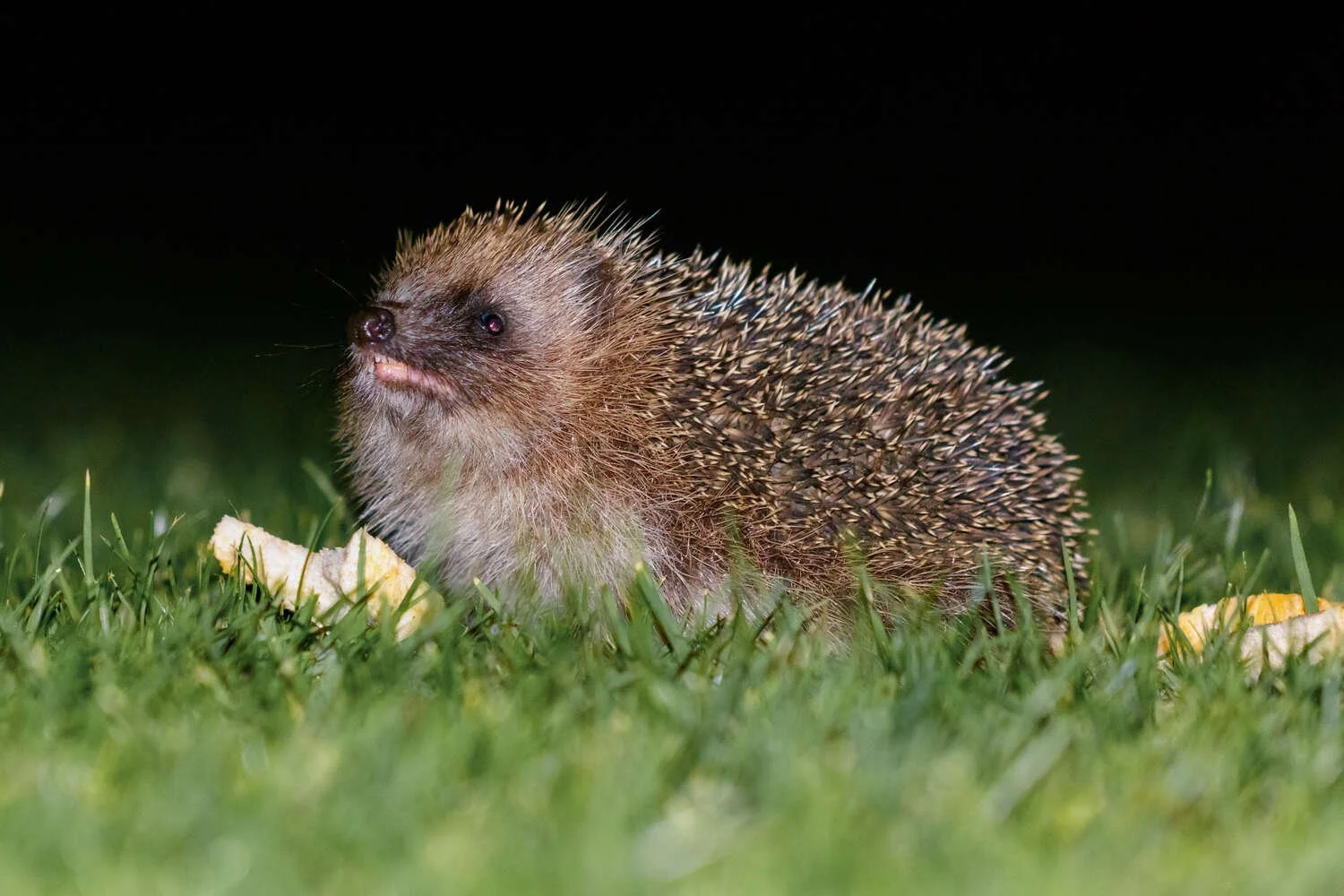 Hedgehog wildlife photography — Running Wild Photography