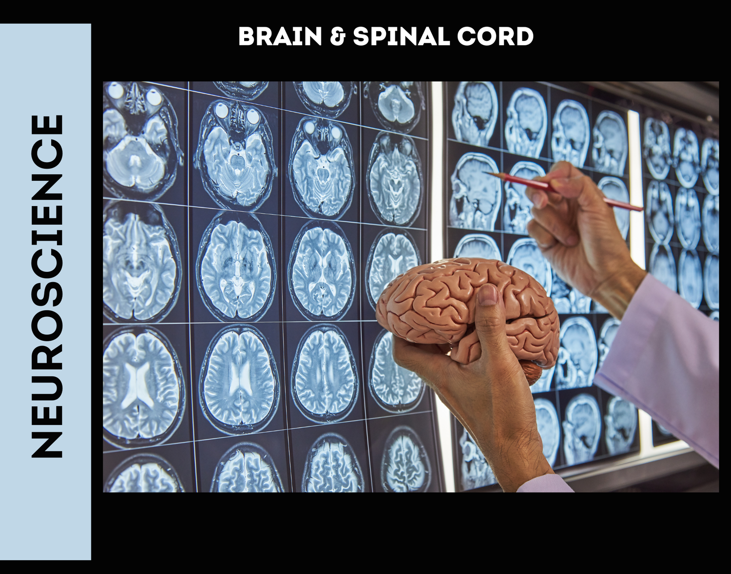 What is neuroscience? — Neurofocused Solutions