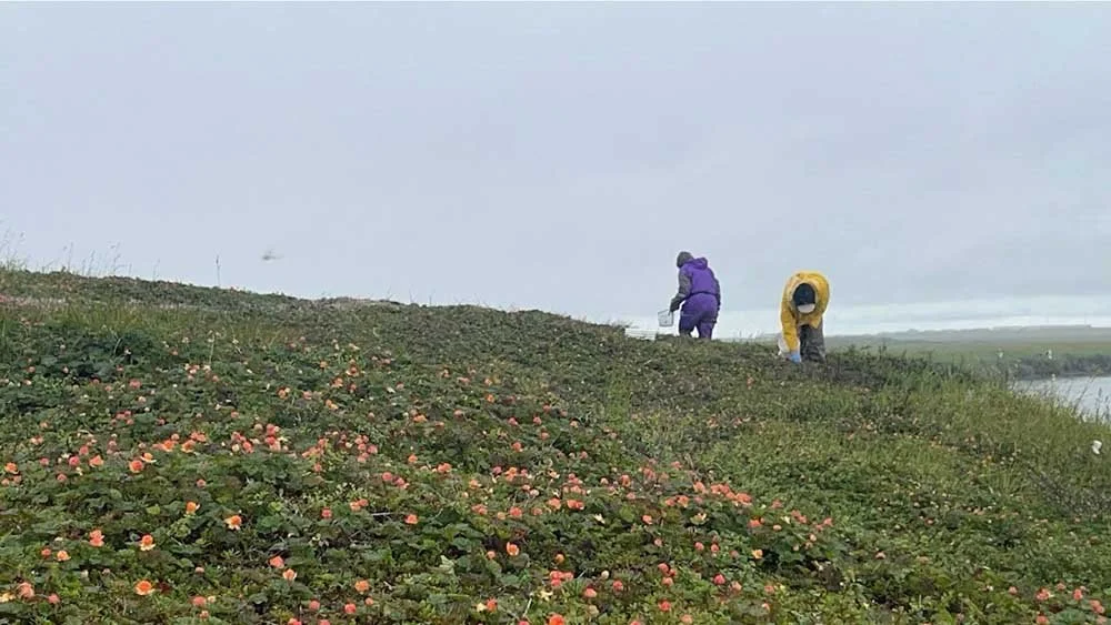 Chevak — Alaska Climate Justice Program | Alaska Institute for Justice