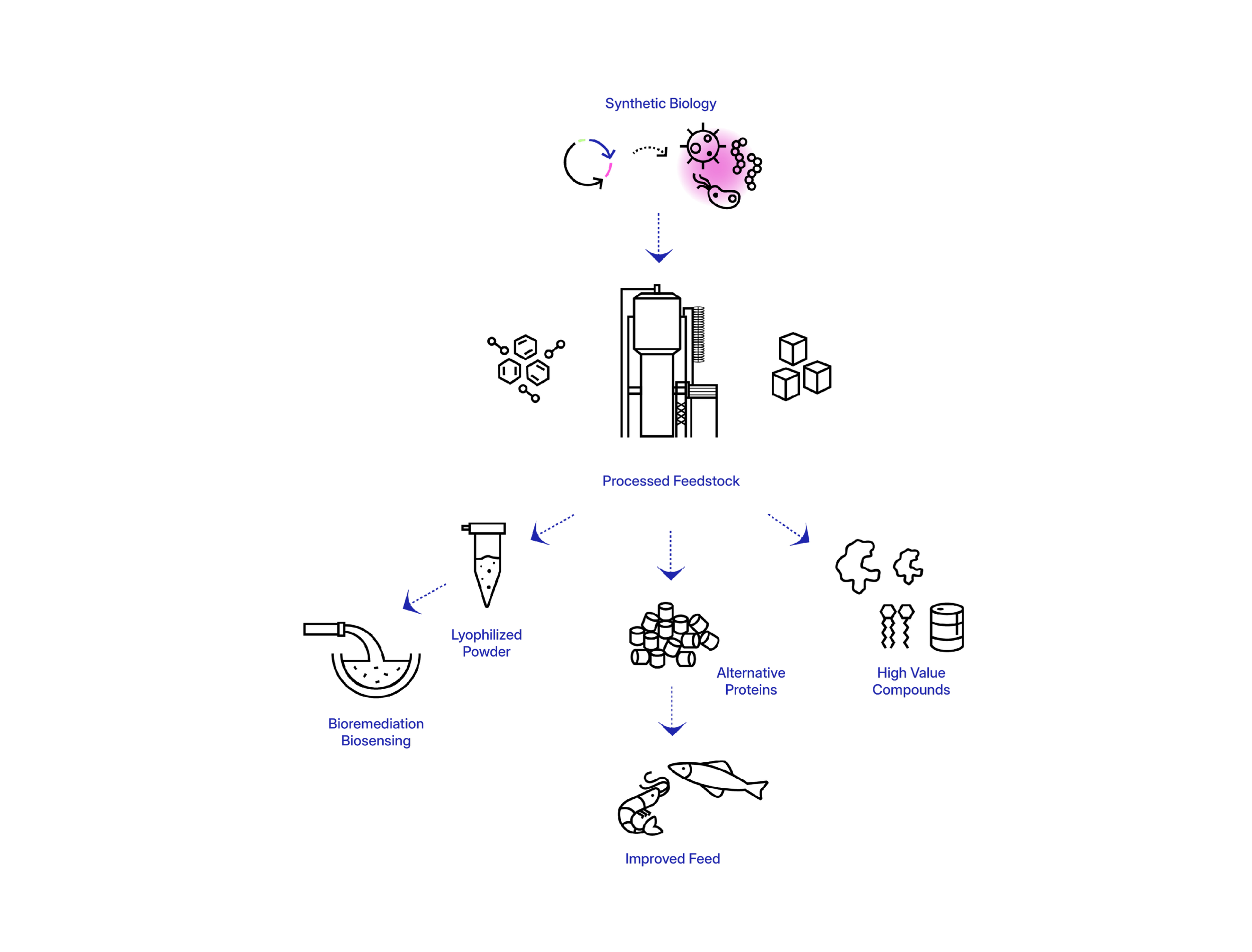 Black Soldier Fly as a synthetic biology platform — EntoZyme