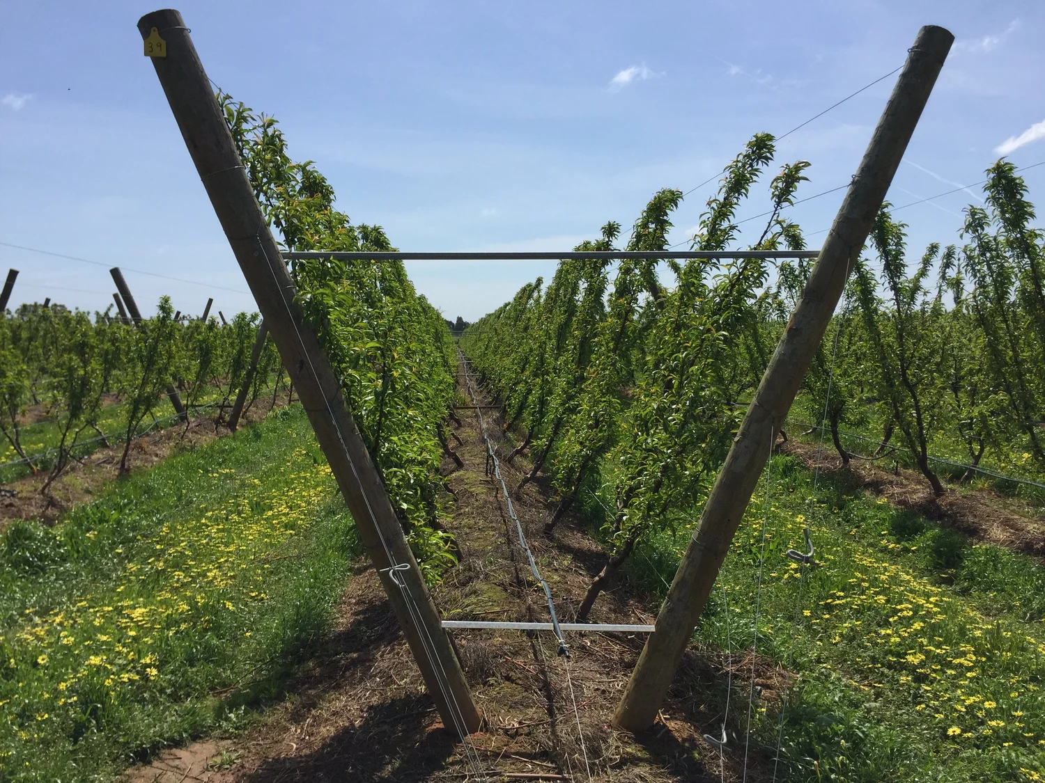 XI International Symposium on Irrigation of Horticultural Crops