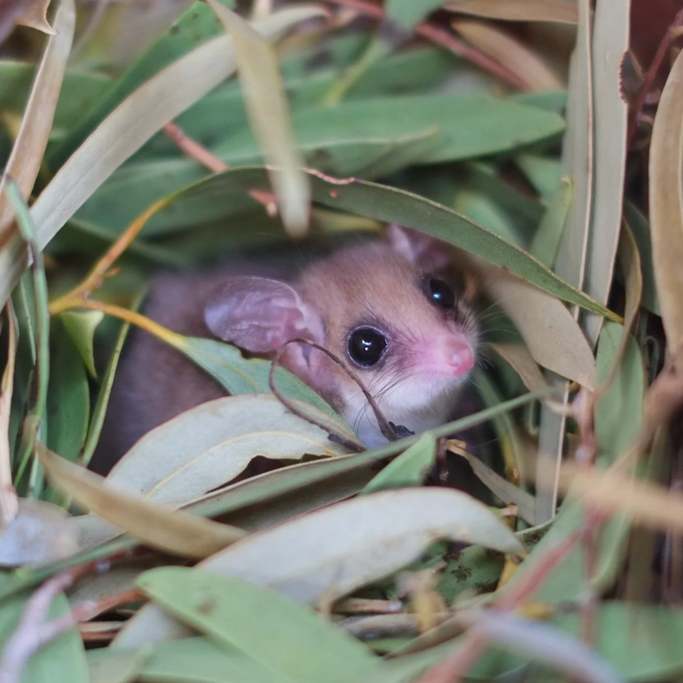 Protect the Western Pygmy Possum — Yarnbala Foundation