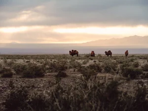 Ultra Gobi Series - Ultra endurance races in the Gobi desert