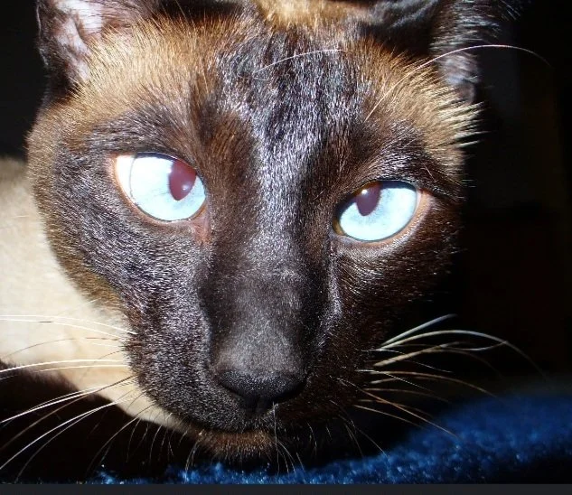 What is a Siamese Cat? — Siamese Country