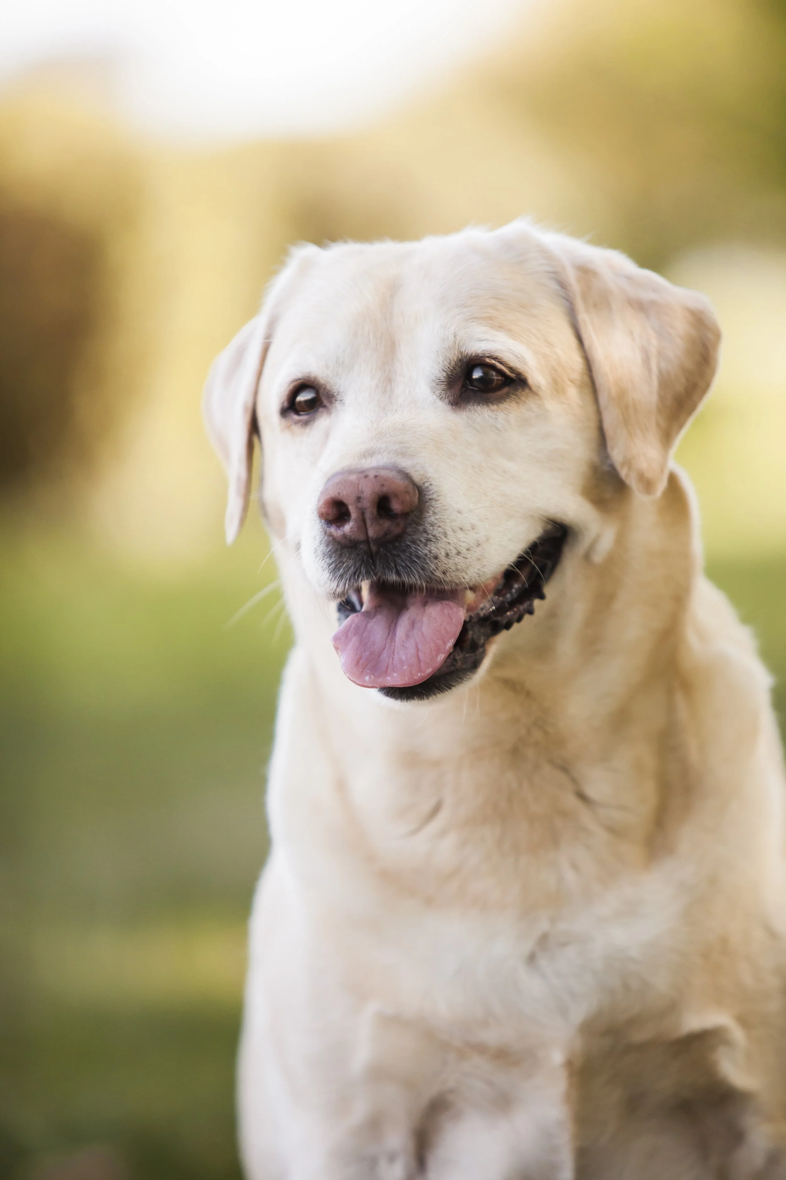 What’s in a Picture? | Your Dog and Baby. Good dogs, Safe babies, Happy ...