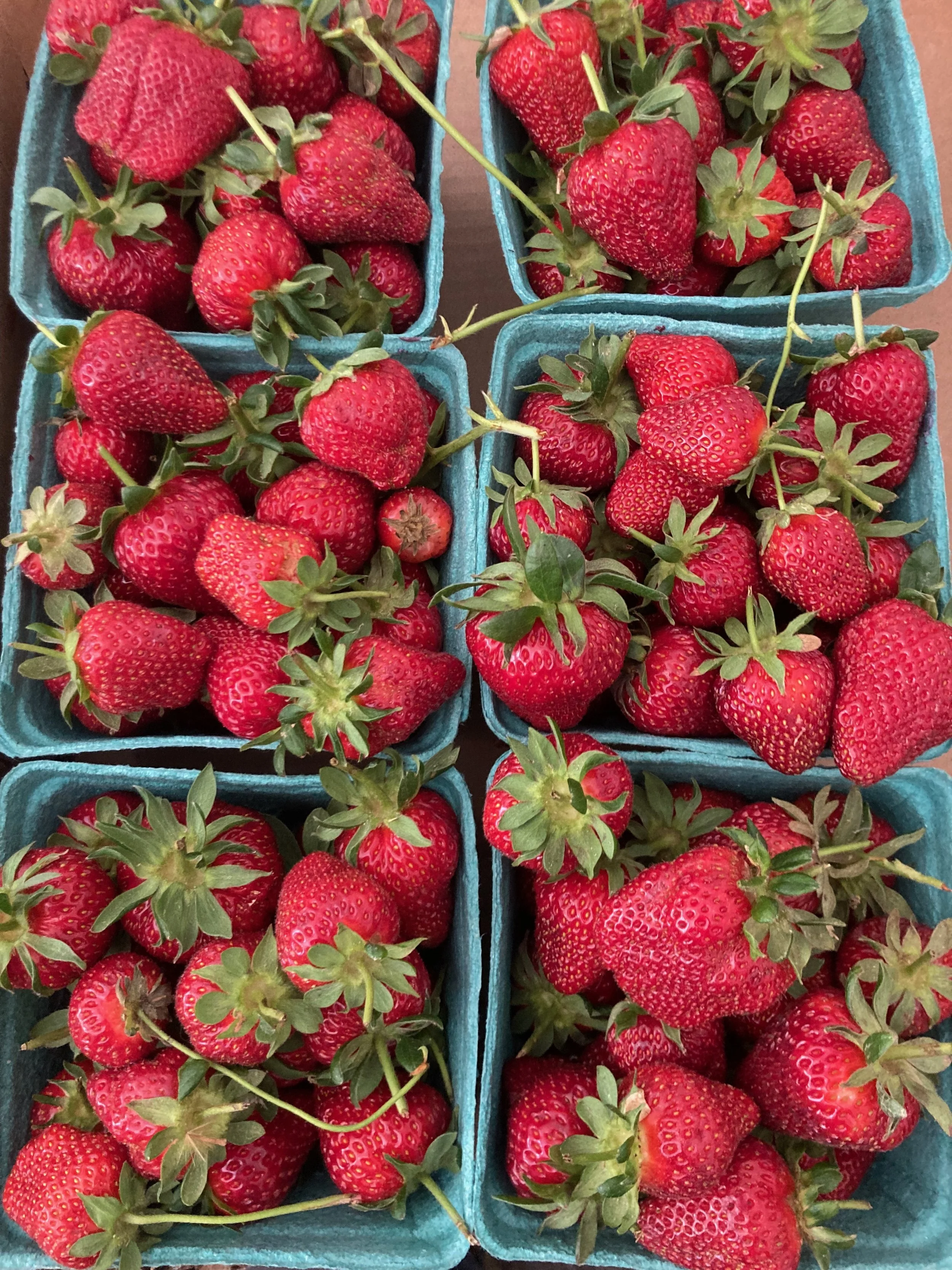 Amazing Strawberries Pick Your Own Near Me Photos
