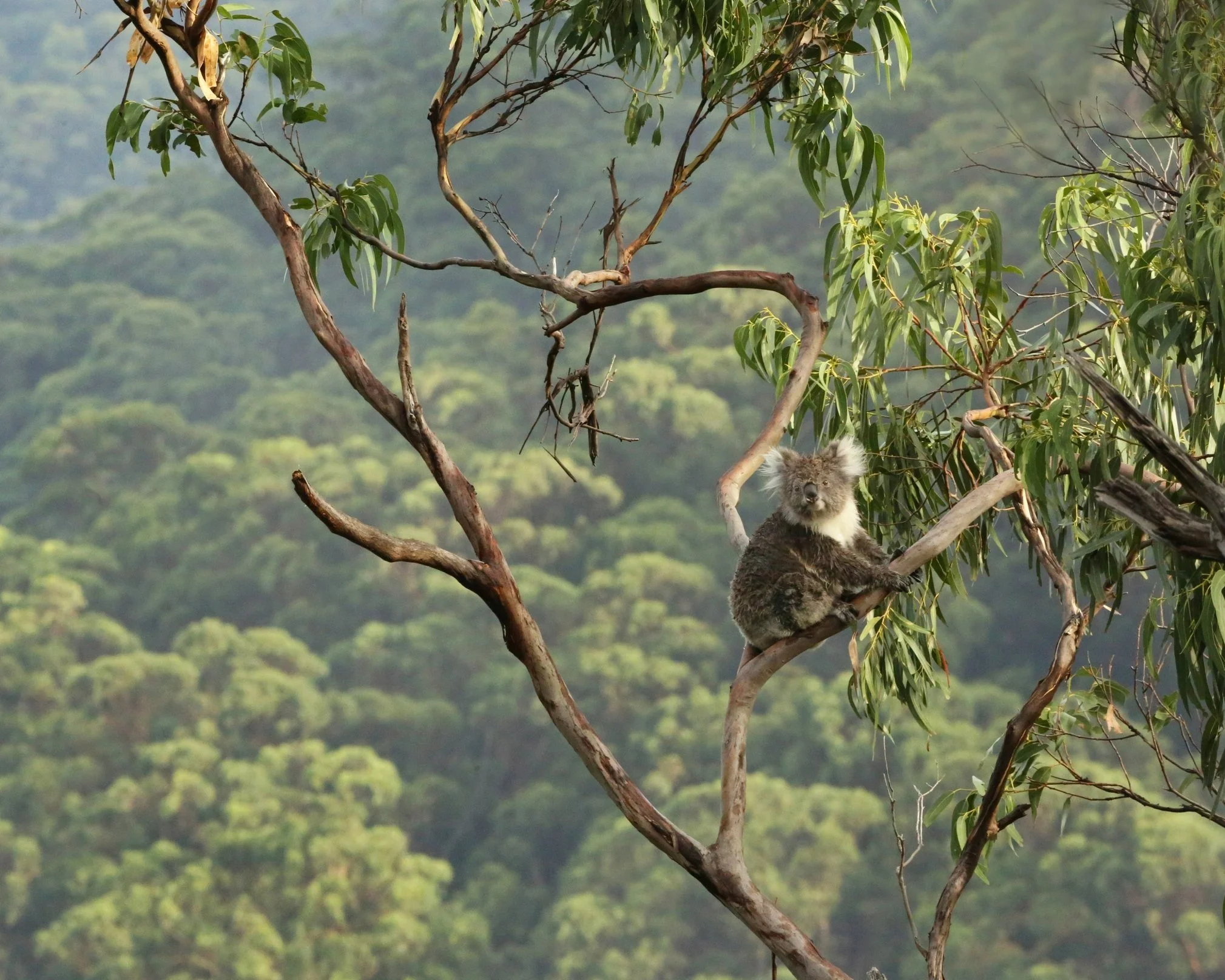 General Practice Australia Program