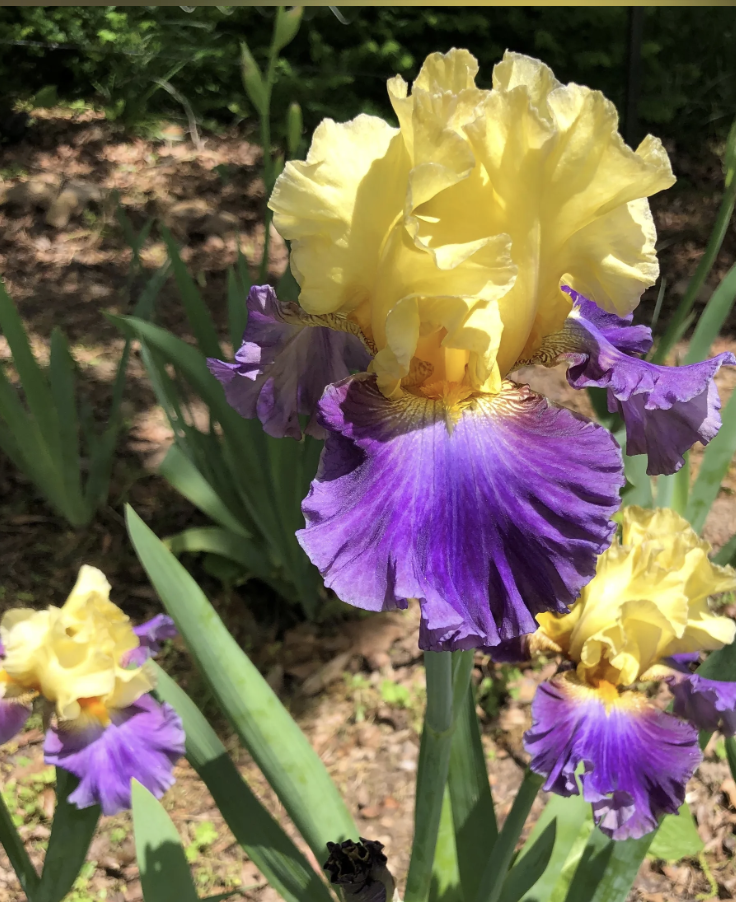 Calendar of Events | Discover Local Events — Life in Mountain View