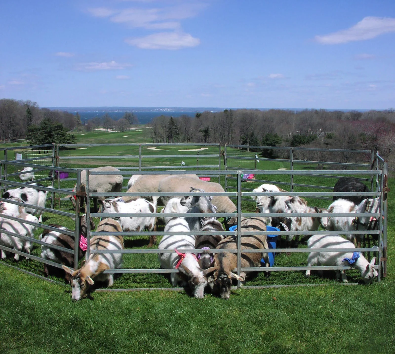 General 2 — Steppin' Out Ponies