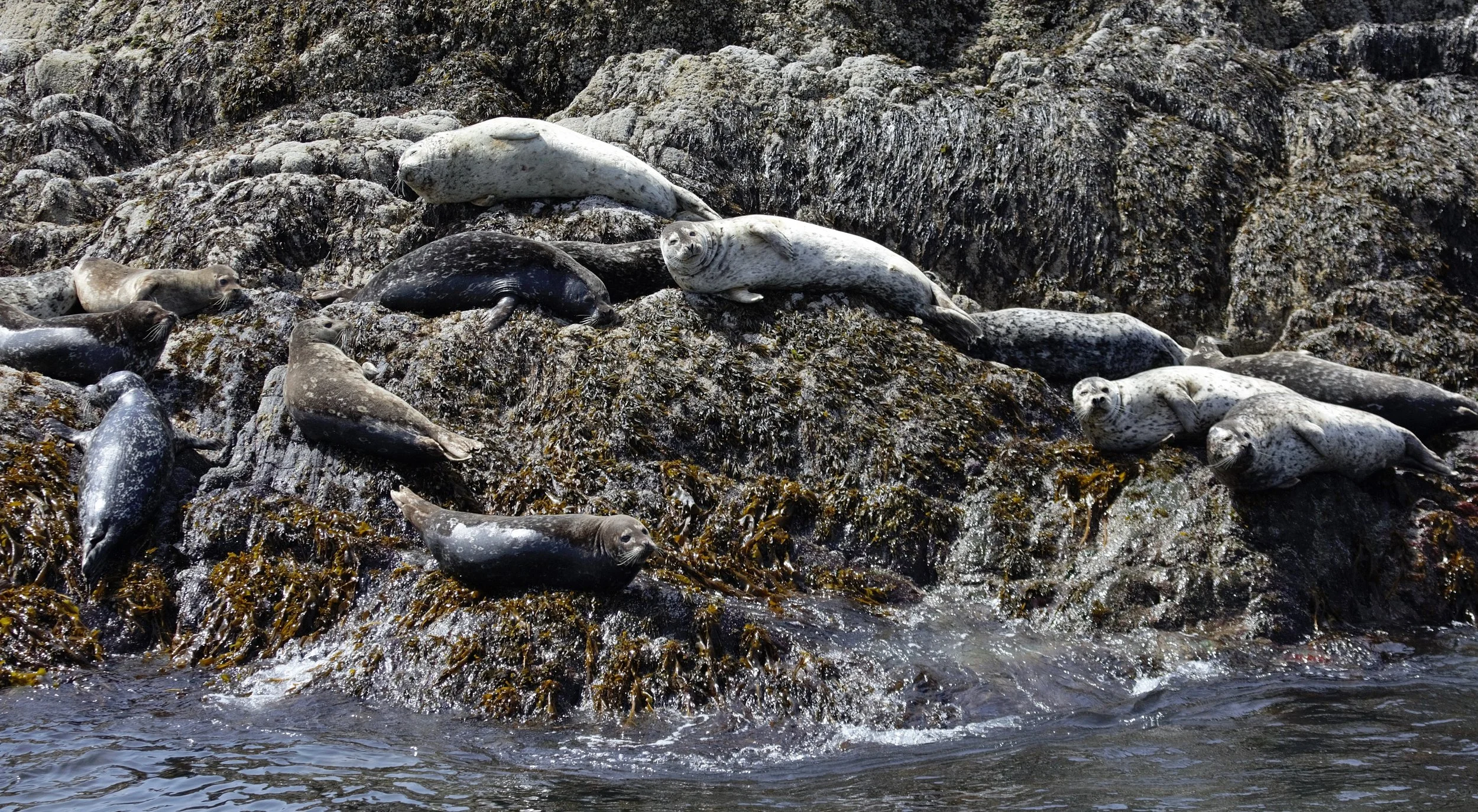 West Coast Wildlife: Grizzlies, Whales & Coastal Wonders — Classic ...