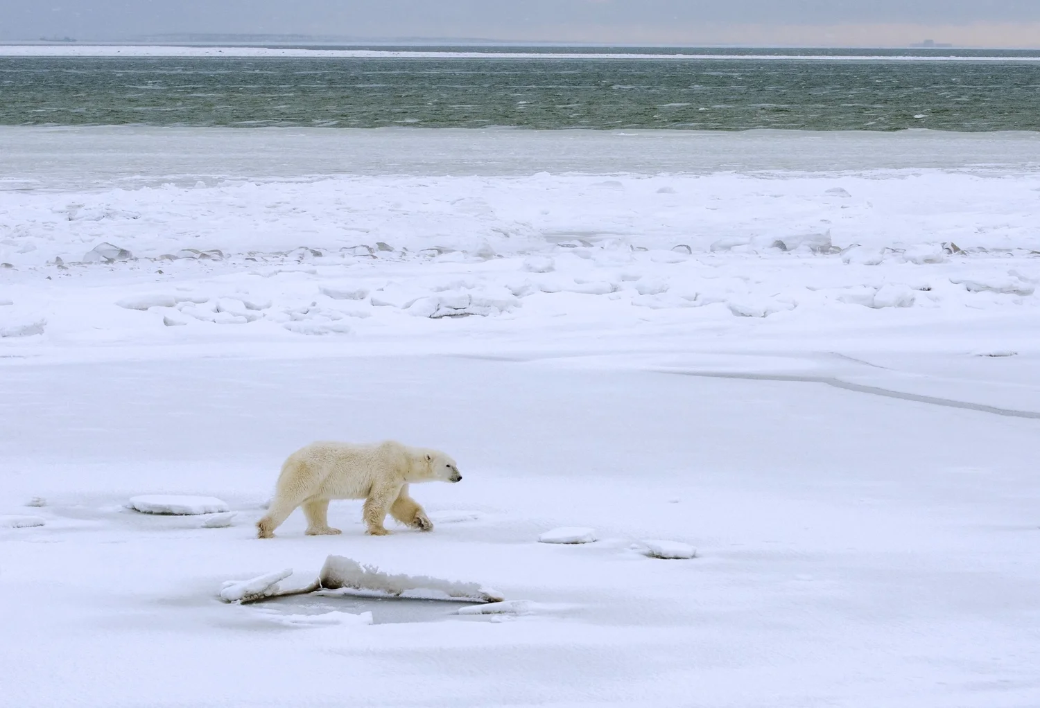 Key Differences between Polar and Grizzly Bears — Classic Canadian Tours