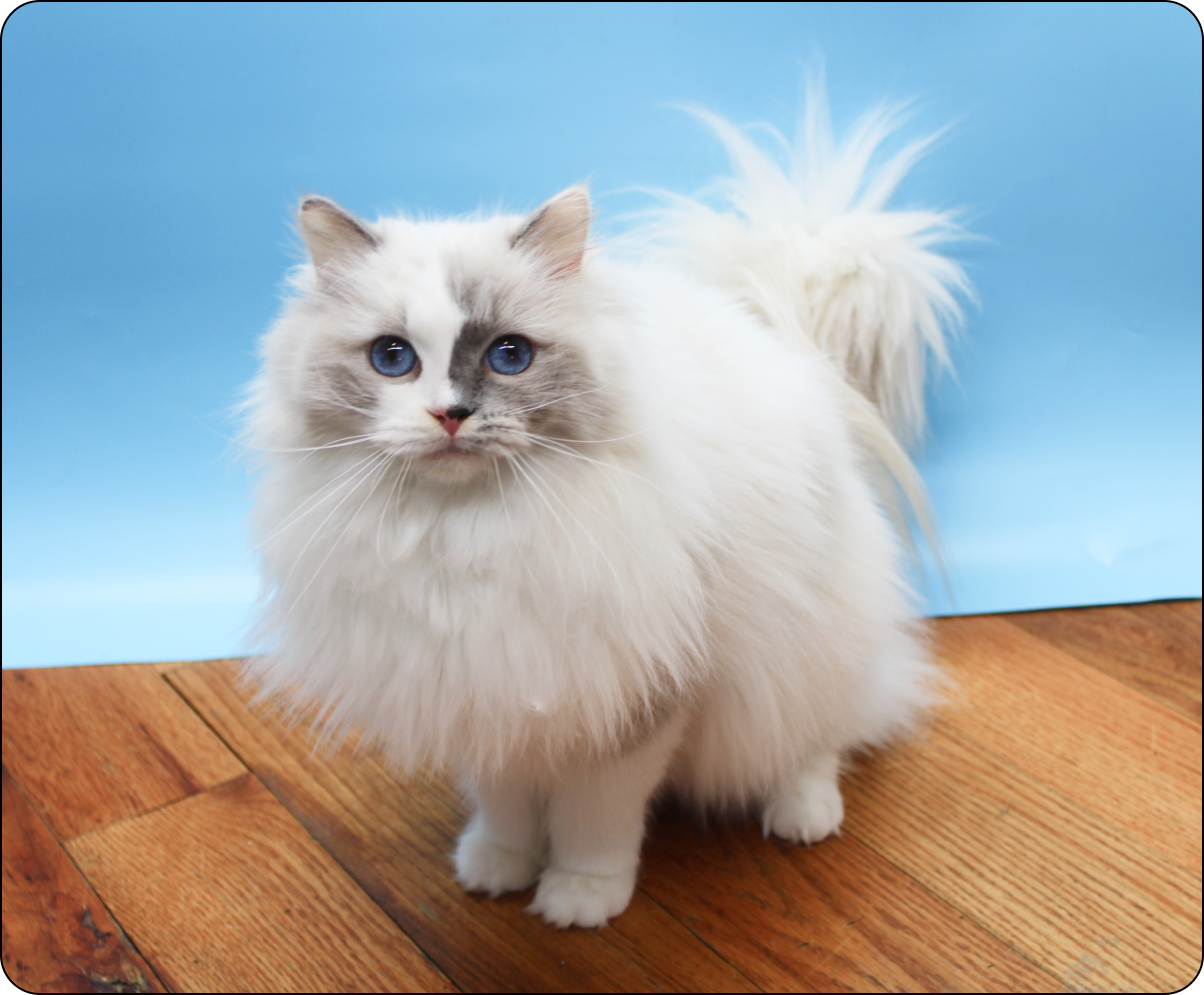 Kittens | Discover Your Ragdoll Kitten Today — Shades of Sapphire Ragdolls
