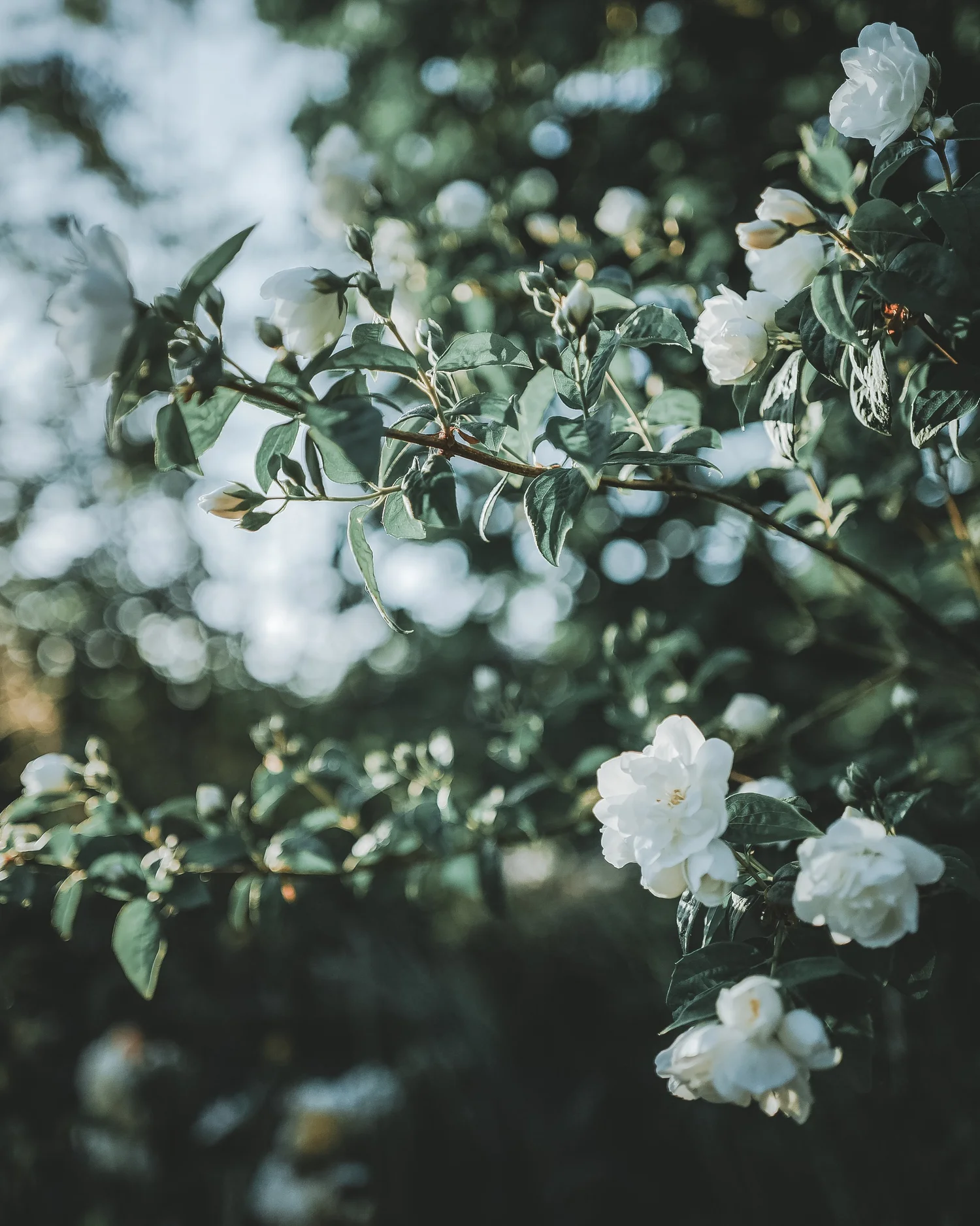 York — Flower Grower Collective