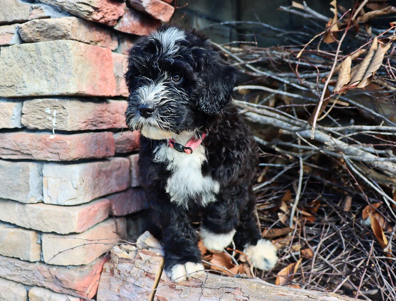 Puppies | Discover Your New Companion — Tide Water Kennel